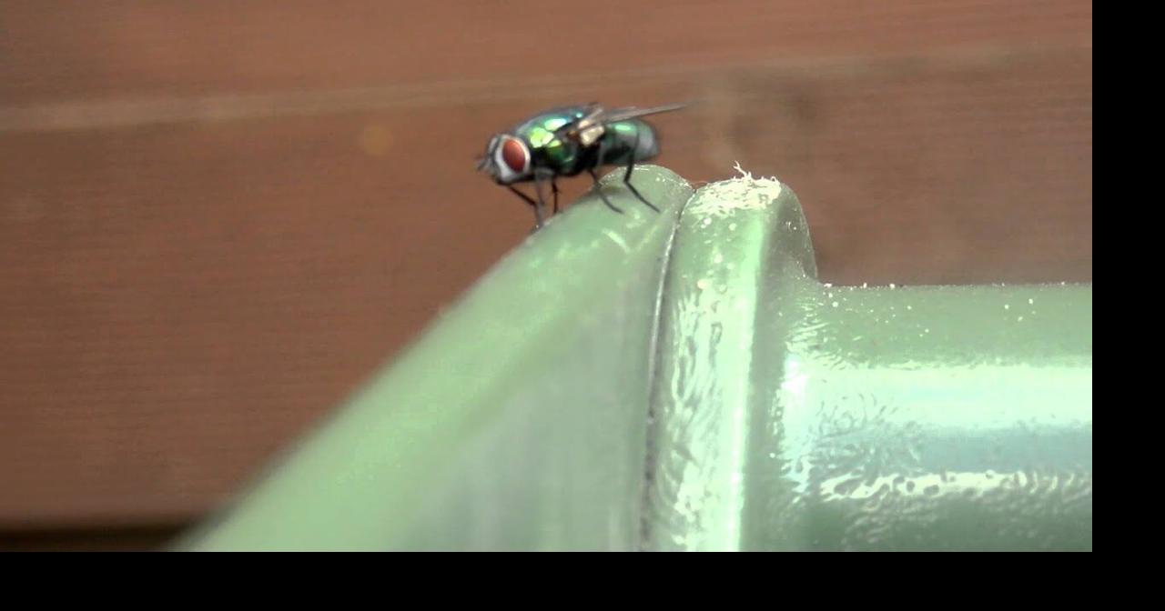 LIVE, LAUGH, LOCAL: My troubles won't 'fly' away | News Monitor ...