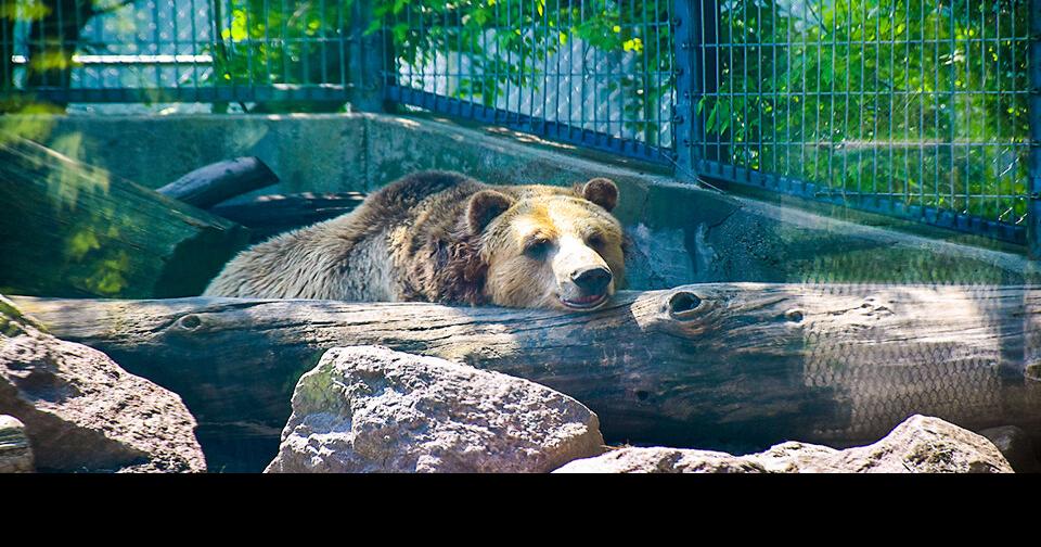 If they Shenan once, they will Shenanigan | Community ...