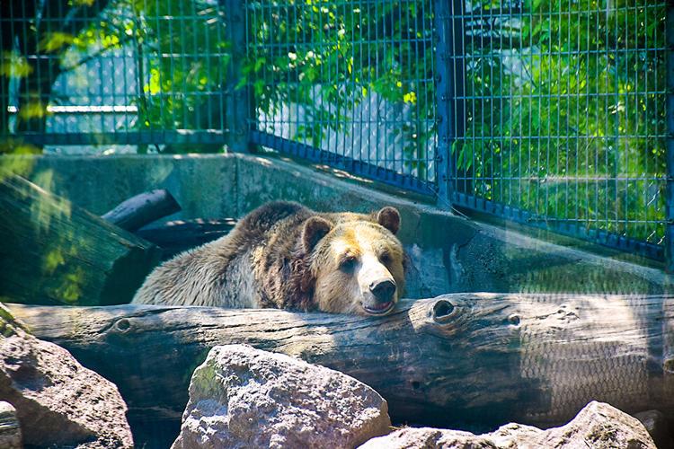 If they Shenan once, they will Shenanigan | Community ...