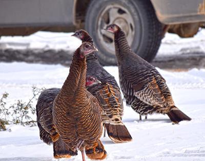 The tale of the urban turkey | News Monitor | wahpetondailynews.com