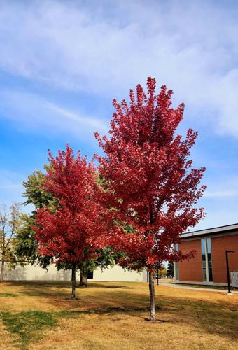 Daily News Skybox | | wahpetondailynews.com