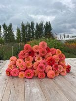 Wild Roots Flower Farm | Profile | wahpetondailynews.com