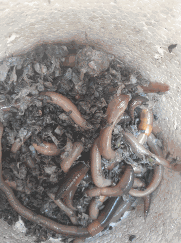 Action outdoors: jumping earthworms, the new invasive species ...