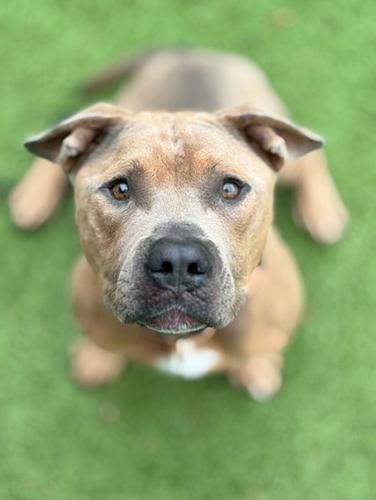 Paws and Claws Pets of the Week | News | walkermn.com