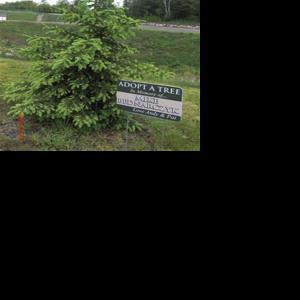 Adopt a tree at the WACC | News | walkermn.com