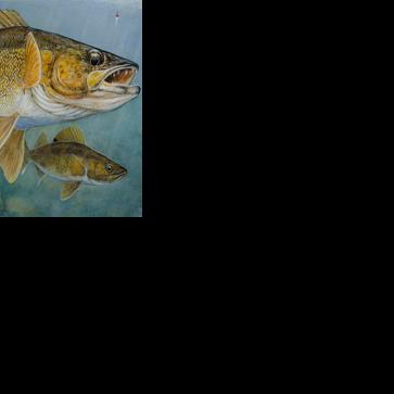 After walleye stamp contest, Hamrick has won them all | Outdoors ...