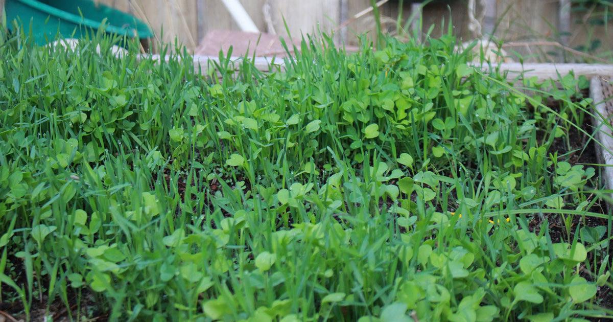 Fall planted cover crops provide many benefits to gardens | Outdoors ...