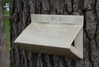 MDA to set over 20,000 traps to survey for spongy moth | Outdoors ...