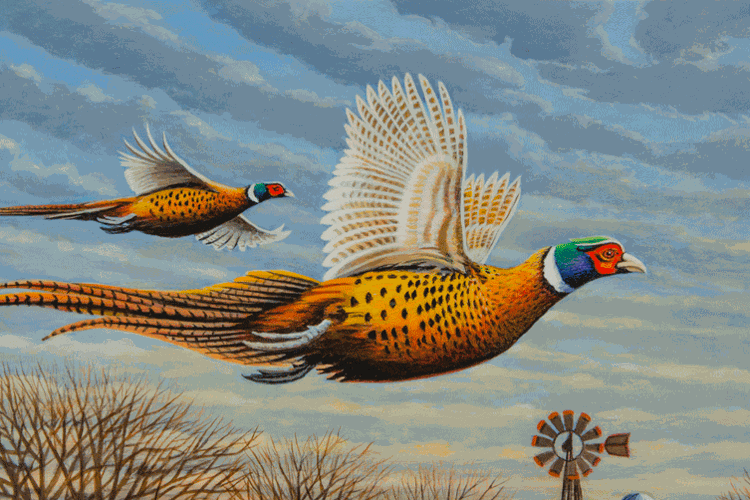 New paintings chosen for pheasant and turkey stamps | Outdoors ...