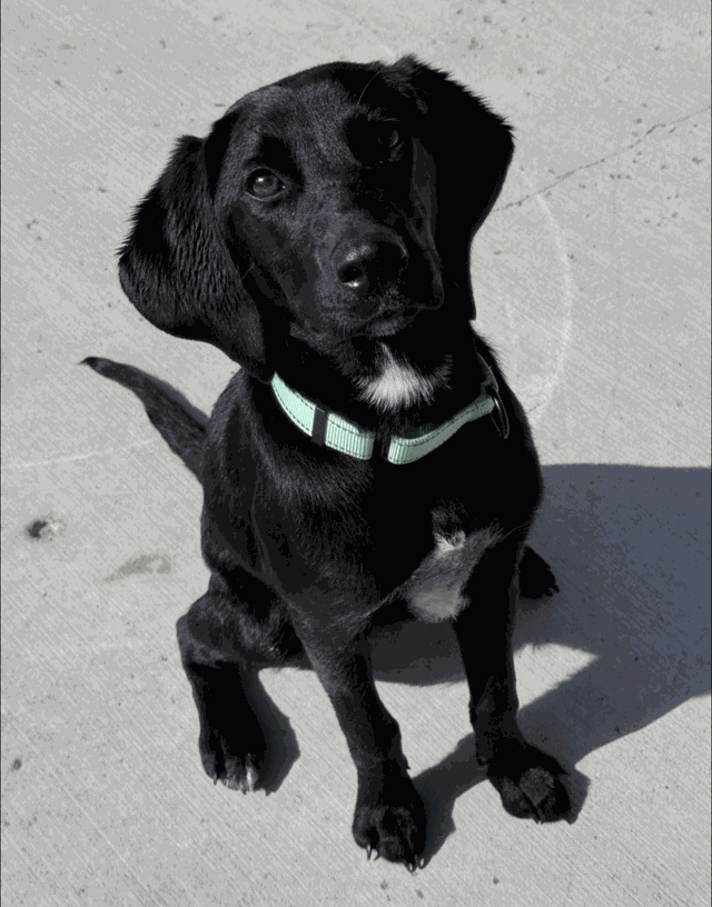Paws and Claws Pets of the Week | News | walkermn.com