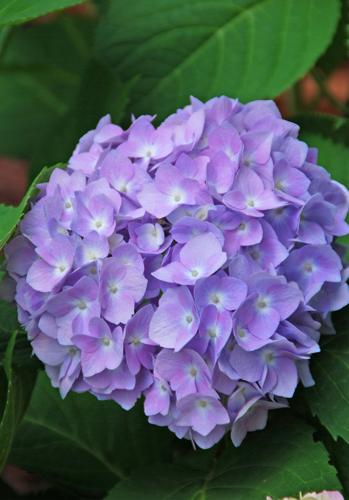 Enjoy and protect hydrangeas from hungry deer | Outdoors | walkermn.com