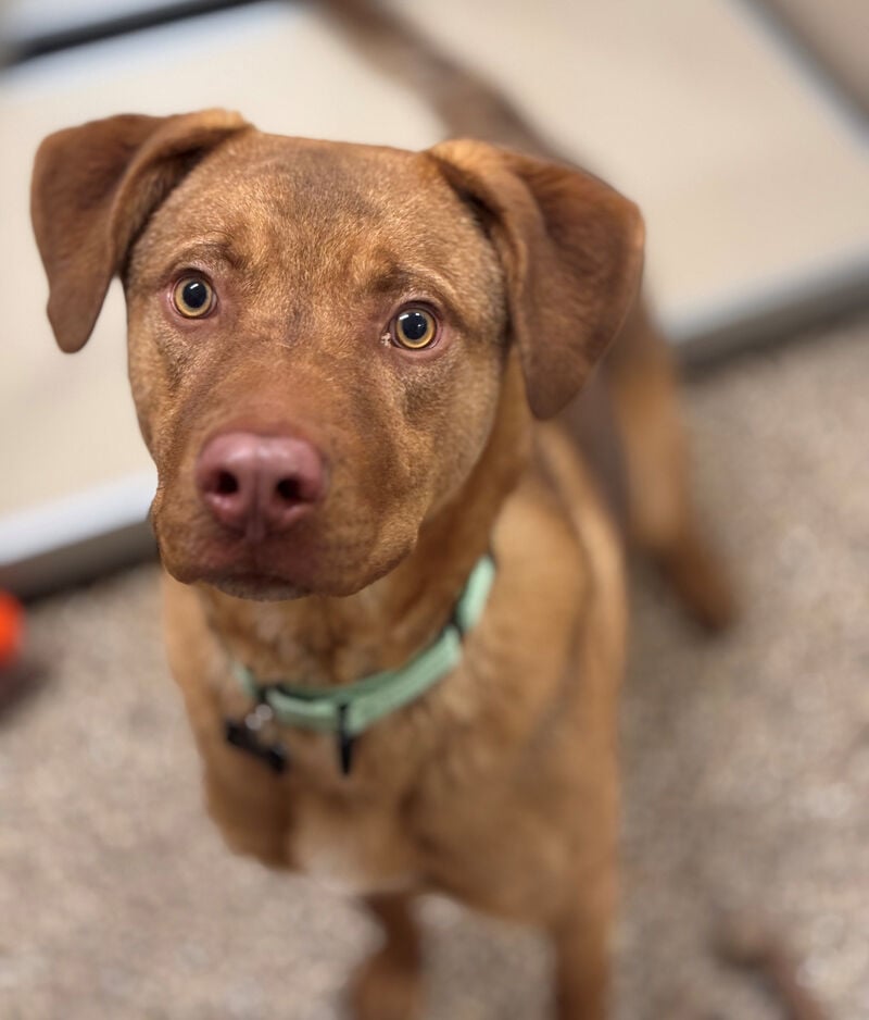 Paws and Claws Pets of the Week | News | walkermn.com