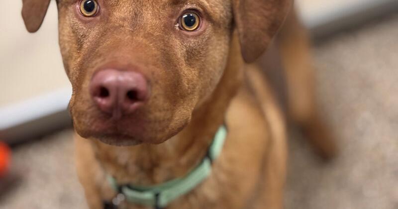 Paws and Claws Pets of the Week | News | walkermn.com