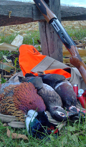 Action Outdoors: Midwest Pheasant Outlook | Outdoors | walkermn.com