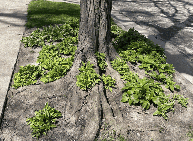Avoid tree root conflicts — do not cut or dig up | Outdoors | walkermn.com