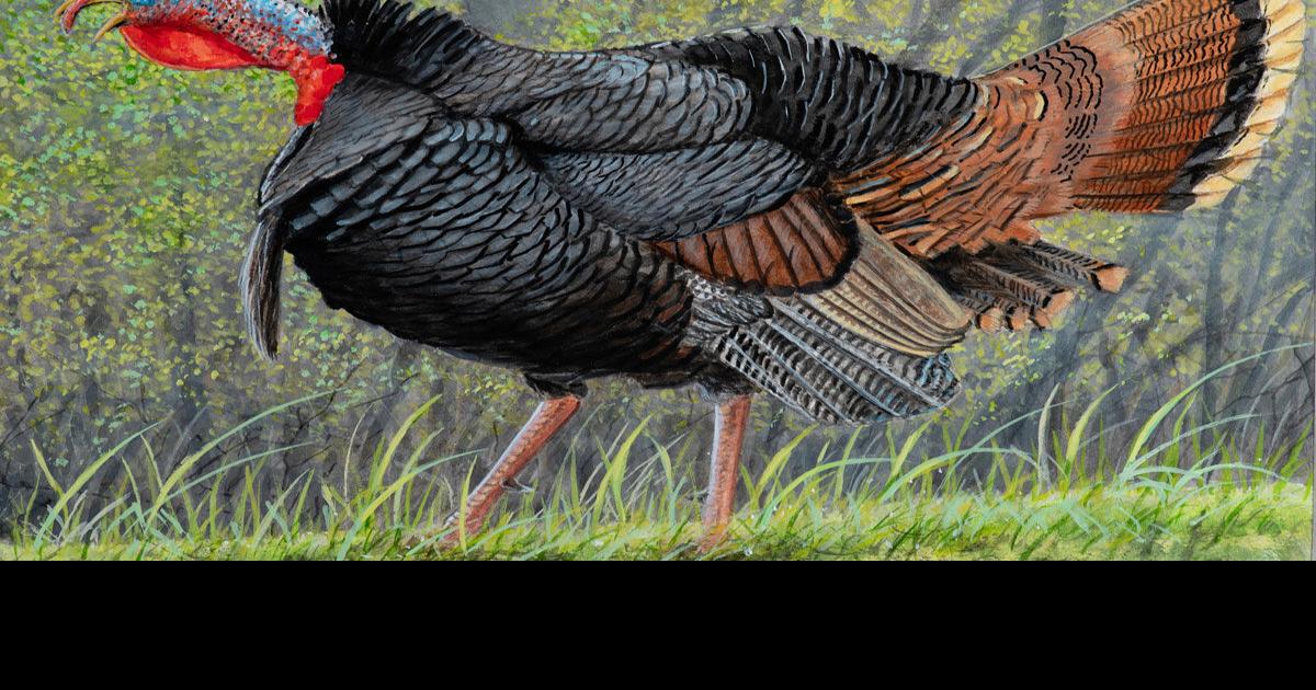 Winners chosen for pheasant and turkey stamp contests | Outdoors ...