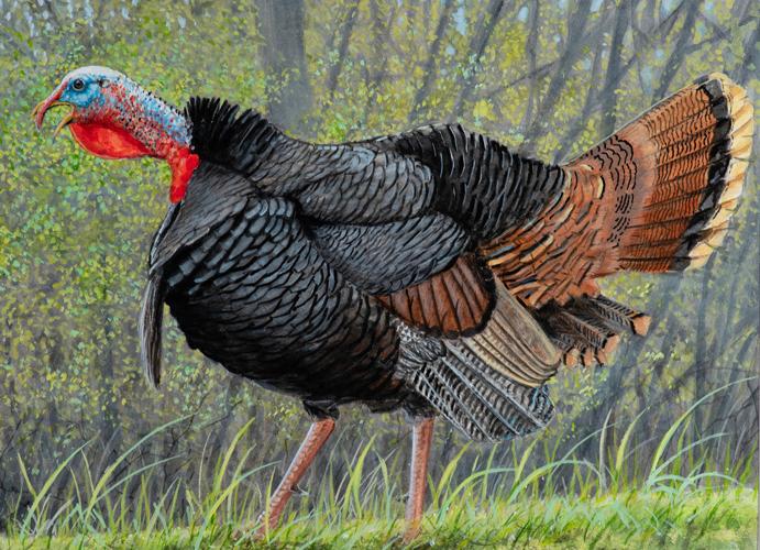 Winners chosen for pheasant and turkey stamp contests | Outdoors ...