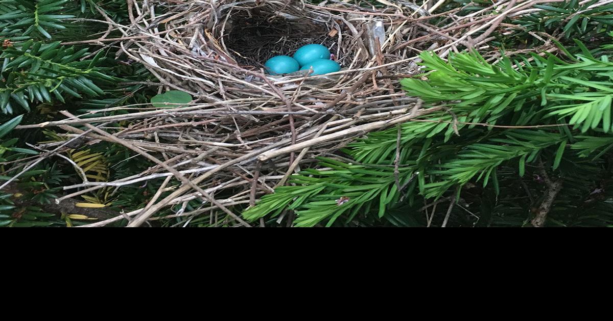 How to design a bird-friendly landscape | Outdoors | walkermn.com