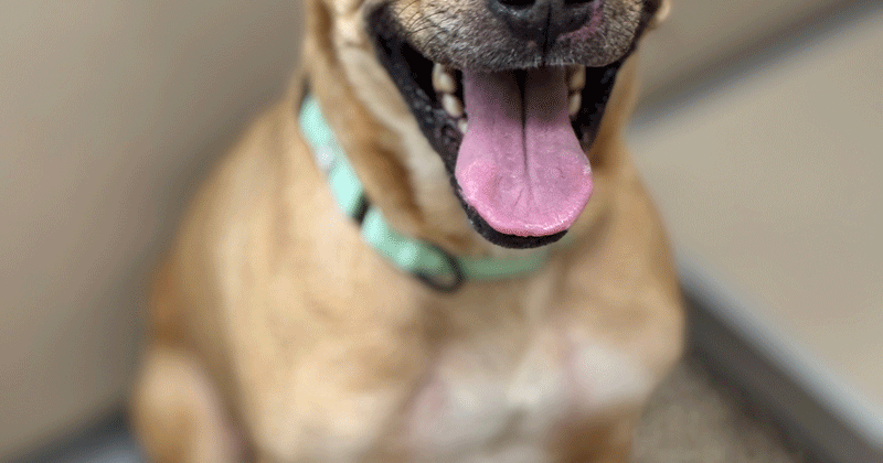 Paws and Claws Pets of the Week | News | walkermn.com