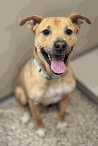 Paws and Claws Pets of the Week | News | walkermn.com