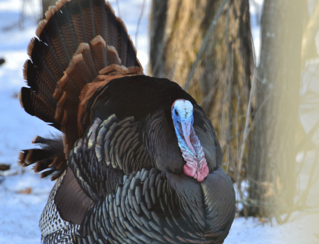 Action Outdoors: The wild turkeys of Minnesota | Outdoors | walkermn.com