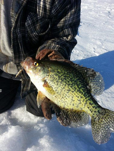 Action Outdoors: Early ice crappie strategies | Outdoors | walkermn.com
