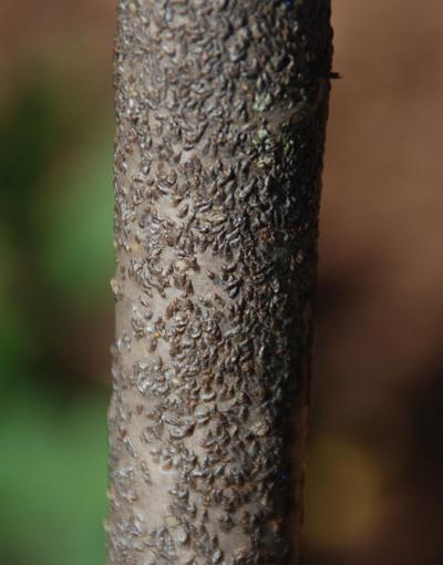 Get a jump start on managing plant pests this winter | Outdoors ...