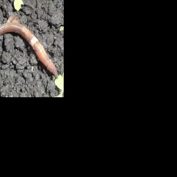 Invasive pest jumping worms presents serious threat to Minnesota ...