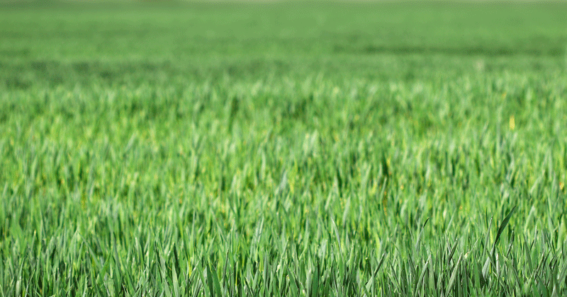 Spring lawn renewal begins with water, grass seed | Outdoors | walkermn.com