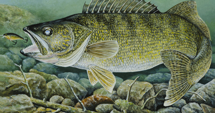 Duluth artist wins walleye stamp contest | Outdoors | walkermn.com