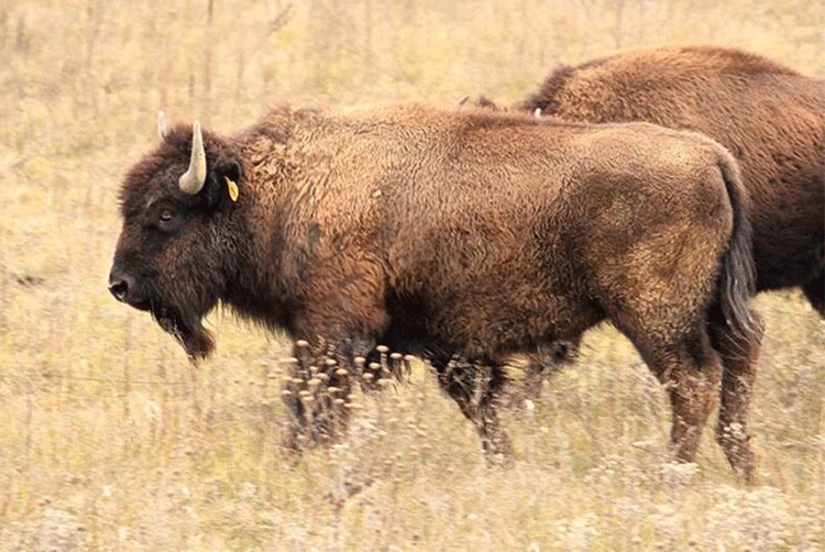 First breeding bull introduced to Minneopa bison herd | Outdoors ...