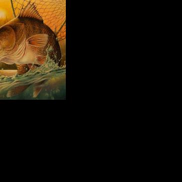 Markell wins 2016 walleye stamp contest | Outdoors | walkermn.com