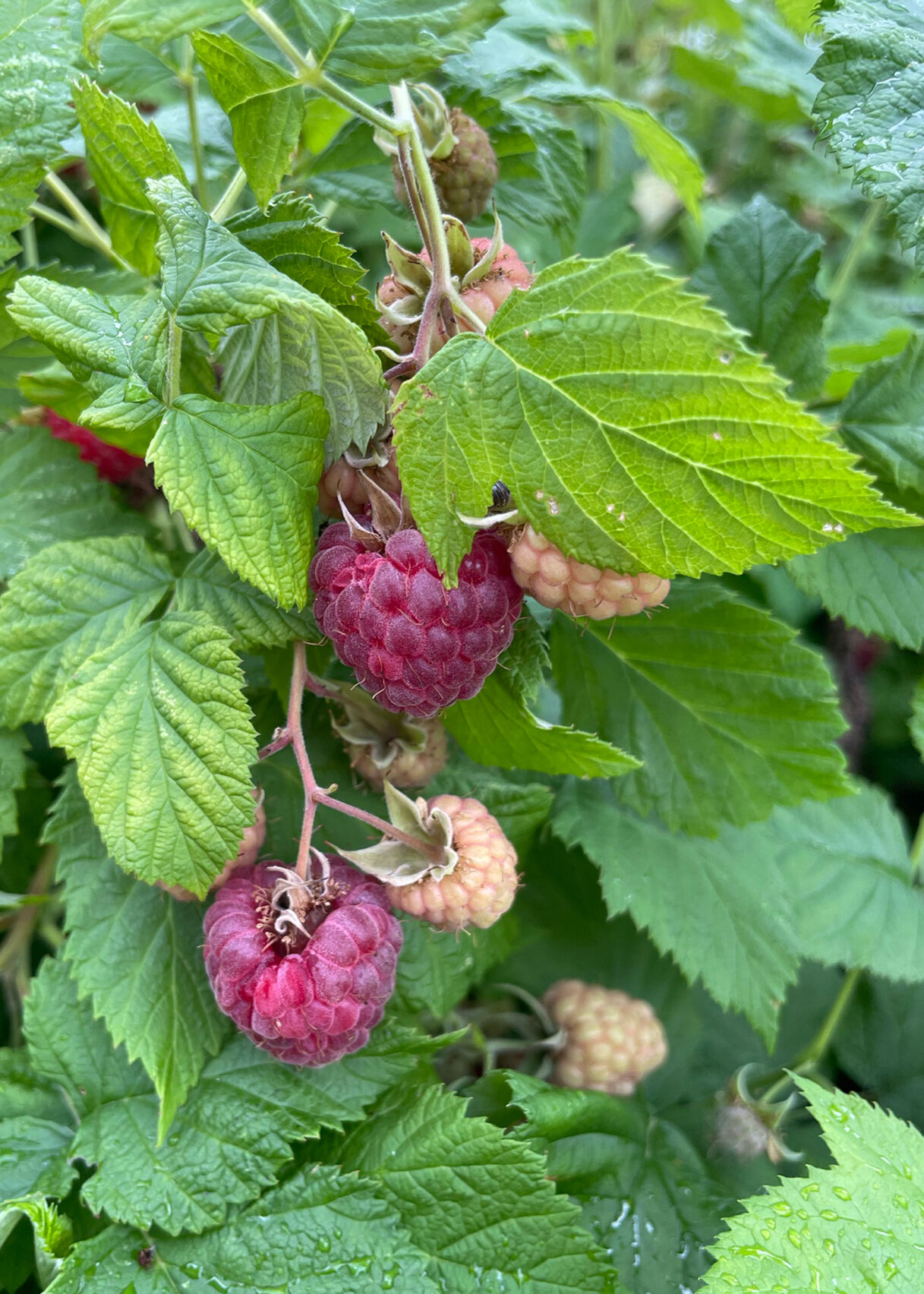 Boost your raspberry harvest with proper pruning | Outdoors | walkermn.com