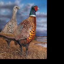 Winners chosen for pheasant, turkey stamp contests | Outdoors ...