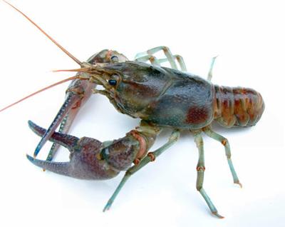 Rusty crayfish: a serious threat to midwestern waterways | Outdoors ...