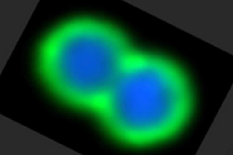 How human antibodies could help defeat drug-resistant superbugs ...