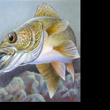 Cloquet artist wins 2014 walleye stamp contest | Outdoors | walkermn.com