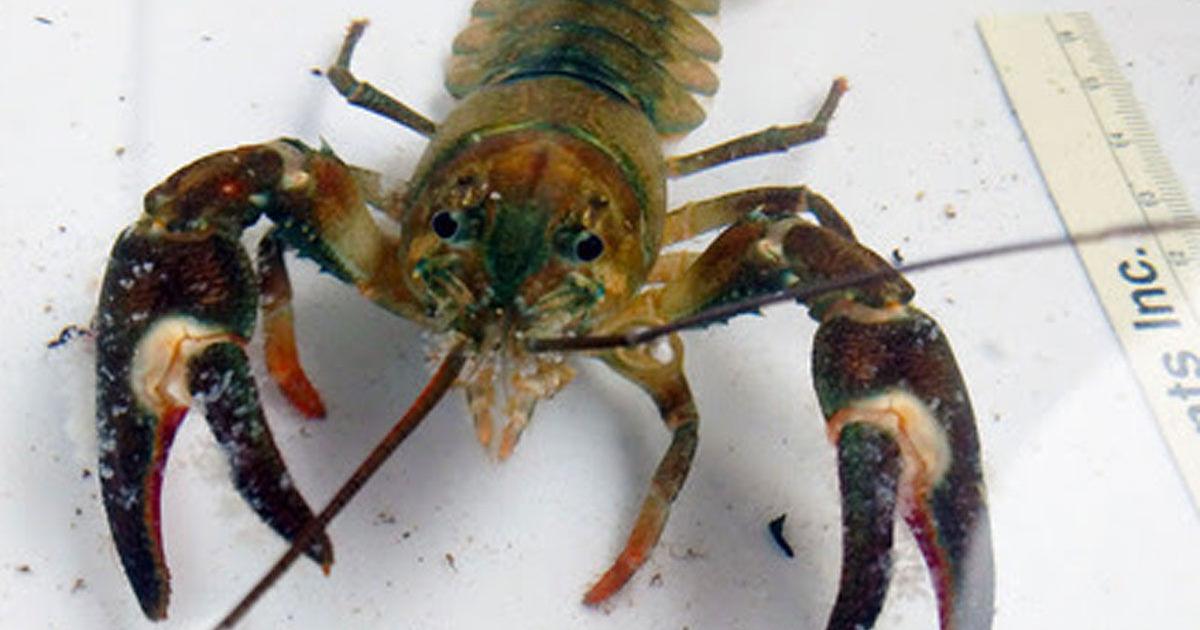 Signal crayfish confirmed in Minnesota | Outdoors | walkermn.com