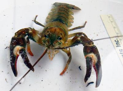 Signal crayfish confirmed in Minnesota | Outdoors | walkermn.com