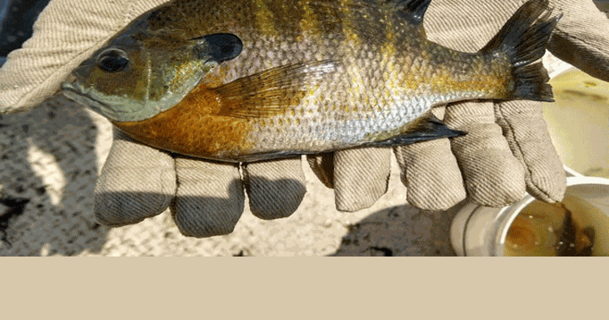 Releasing big sunfish helps protect against stunted population ...
