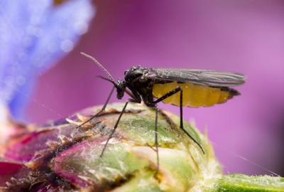 Managing gnats on houseplants | Outdoors | walkermn.com
