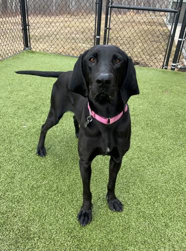 Paws and Claws Pets of the Week | News | walkermn.com