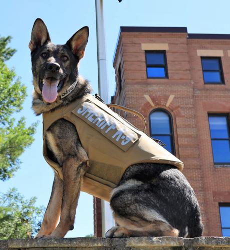 K9 Ryker continues recovery | Free Press | walkermn.com