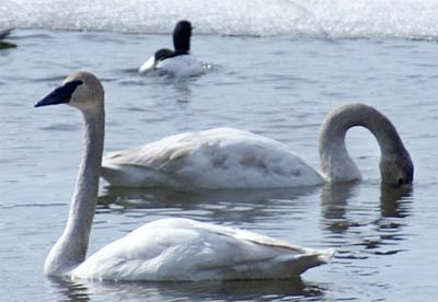 Return of trumpeter swans to northern Minnesota | News | walkermn.com