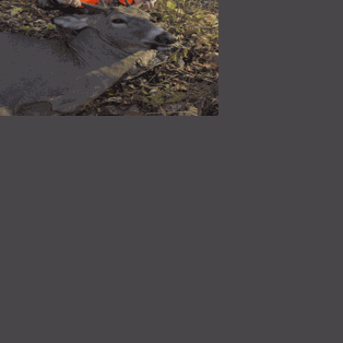 An 11-point buck | Outdoors | walkermn.com