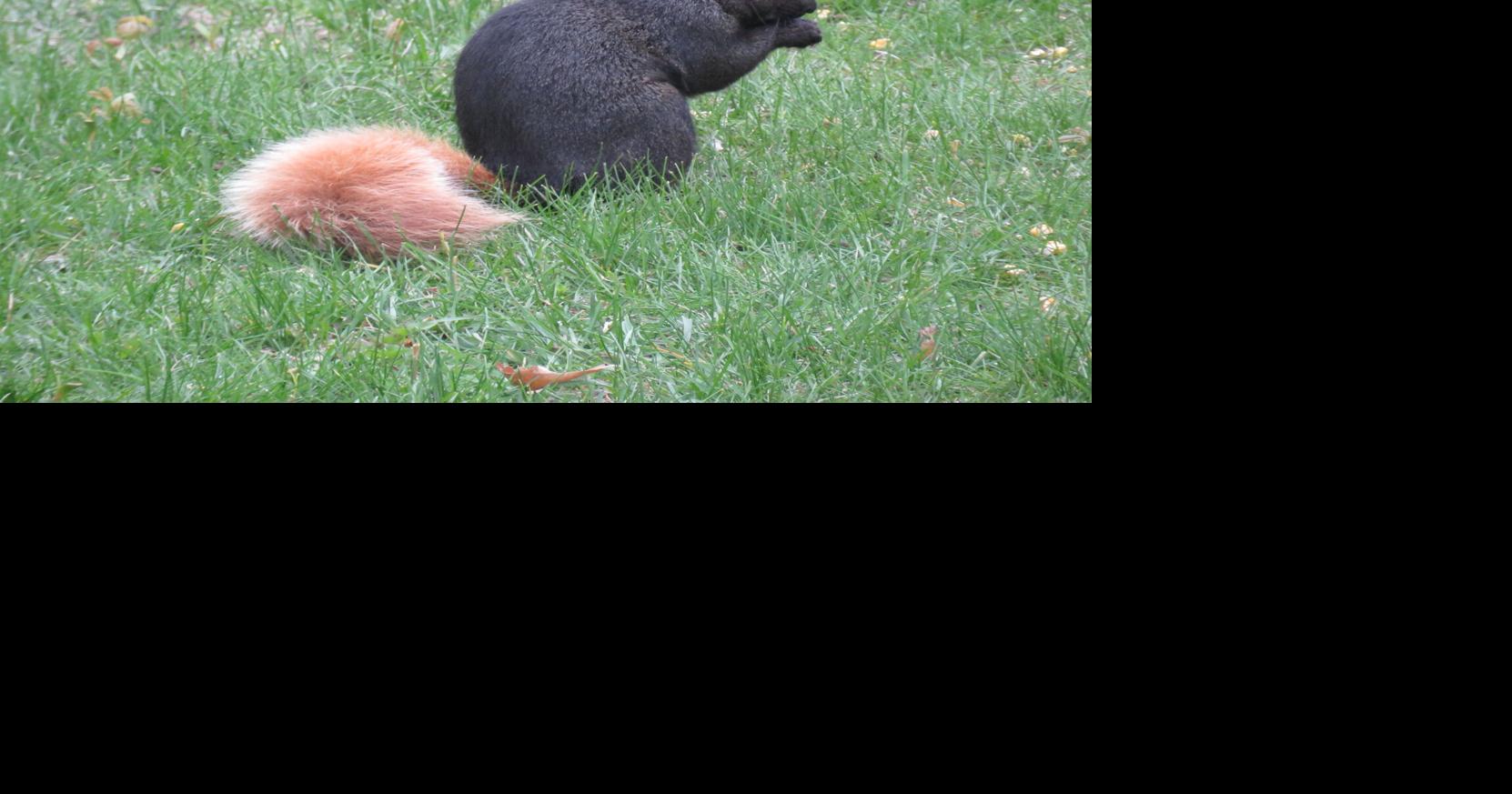Gray squirrels comes in a variety of colors, from gray to cinnamon to ...