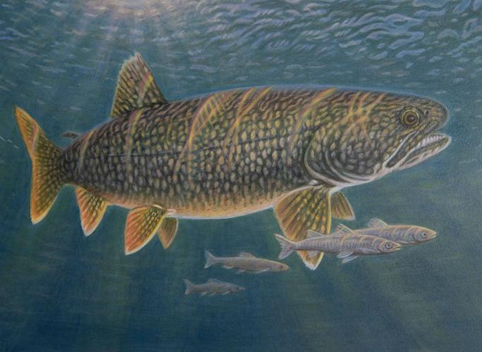 Winners chosen for 2023 trout and salmon, walleye stamp contests | Free ...
