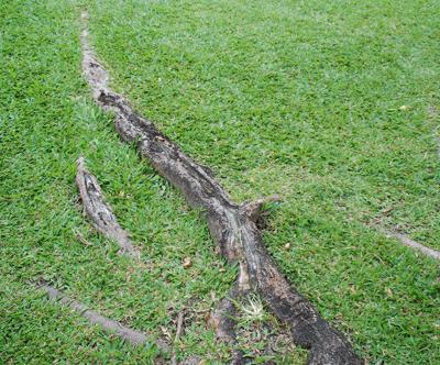 Dealing with tree surface roots | Outdoors | walkermn.com