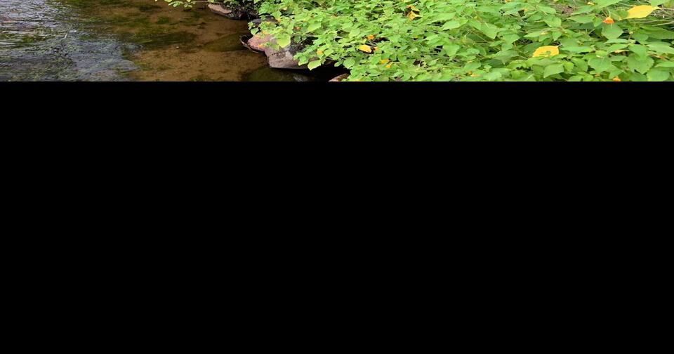 Gull Chain of Lakes shoreland restoration tour planned for July 25 ...