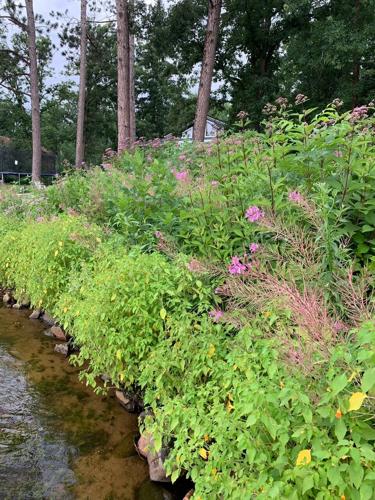 Gull Chain of Lakes shoreland restoration tour planned for July 25 ...